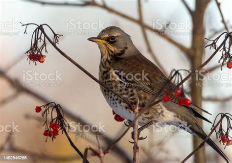 붉은 마가목 식물과 버 배경이 있는 노란 잎이 있는 나뭇가지에 앉아 있는 들판 새 갈색에 대한 스톡 사진 및 기타 이미지 갈색 과일 노랑 Istock