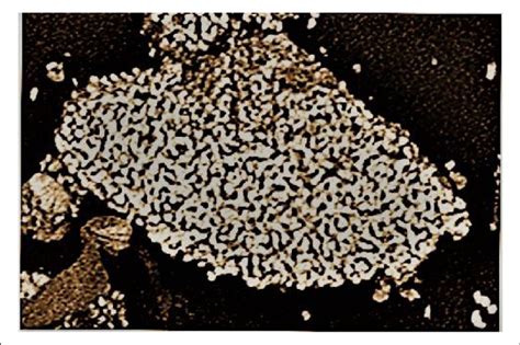 Porosity Structure In β Tcp Dcpd Phbv 40 60 4000× Download