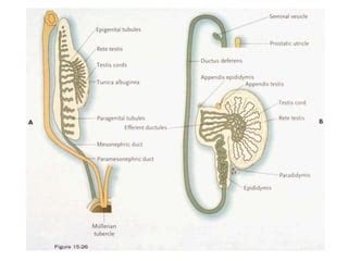 Urogenital Development And Sex Determination Ppt