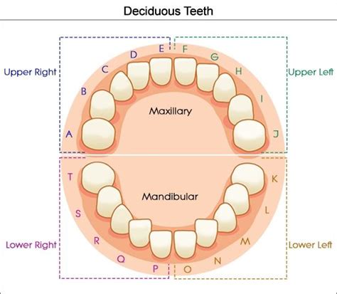 Teeth Letter Chart