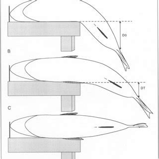 Pdf Use Of The Rigor Mortis Process As A Tool For Better
