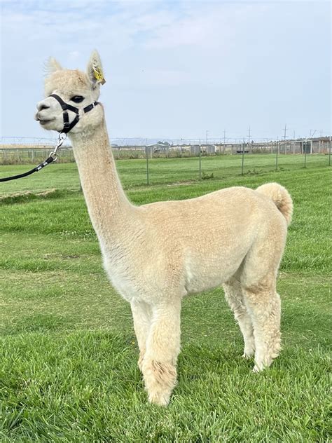 Lot 21 Amber Autumn Zylan Amber Autumn Alpacas Proven Producers Sale Amber Autumn Alpacas