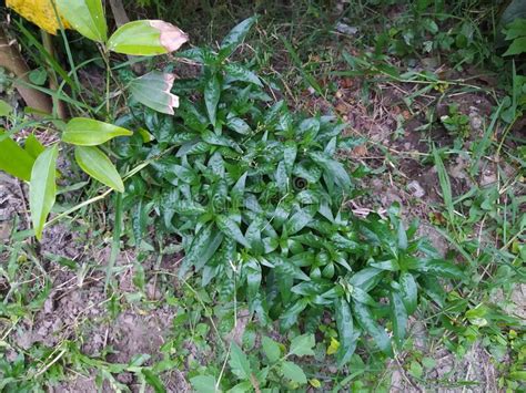 Spinach Spinach Leaves On A Market Outside Organic Spinach Stock