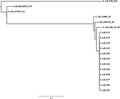 Comparative Genomic Alignment Of E Coli K1 Isolates With Reference E Download Scientific