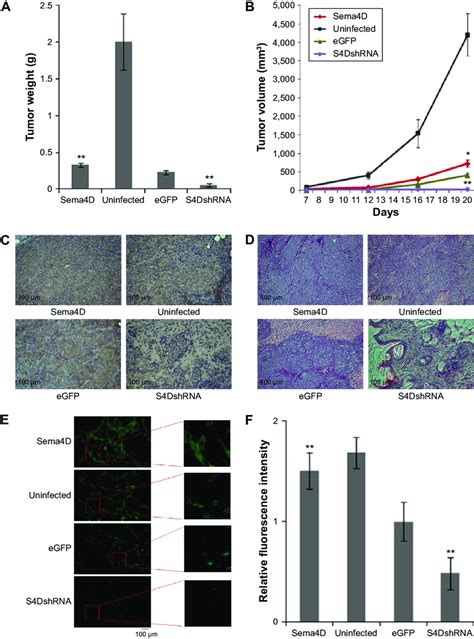 Semaphorin 4d Sema4d Contributes To Tumor Growth And Vascularity In