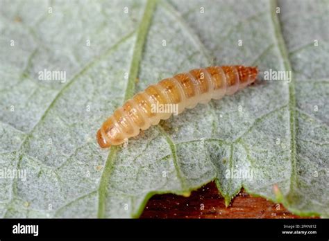 The Raspberry Beetle Byturus Tomentosus It Is A Major Pest Affecting Raspberry Blackberry