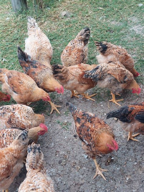 Sasso Chickens Red Ranger Broiler Freedom Ranger Hatchery