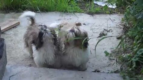 Щенки ши тцу 5 месяцев Youtube