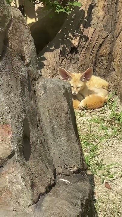 뽀로로 사막여우 에디 Youtube