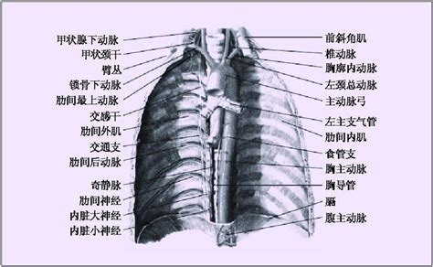 三、纵隔的解剖 创伤医学
