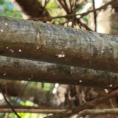Pine Bark Adelgid What You Need To Know Burkholder Plant Health Care