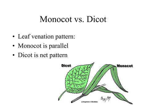 Monocot Vs Dicot Ppt Presentation On Types Of Seed PPT Gardening Home Garden