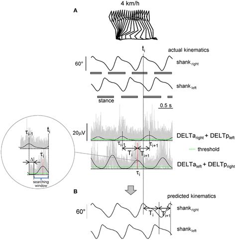 Shoulder Muscle Emg Based Prediction Of Stepping Kinematics A Download Scientific Diagram