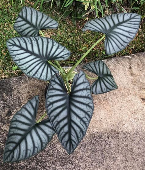 Cây Giống Kiểng Lá Nebula Alocasia Nebula ‘imperialis Size Mini