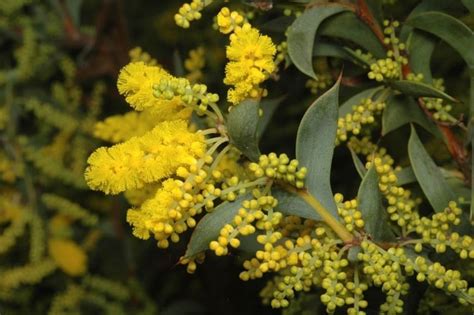 Factsheet Acacia Triptera