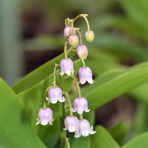 Lily Of The Valley Bulbs For Sale Easy To Grow Bulbs