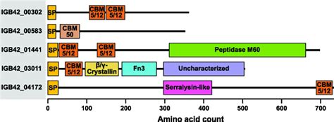 Detected Secreted Proteins With A Putative Chitin Binding Domain But No