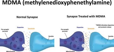 Terminal Bouton Neuron