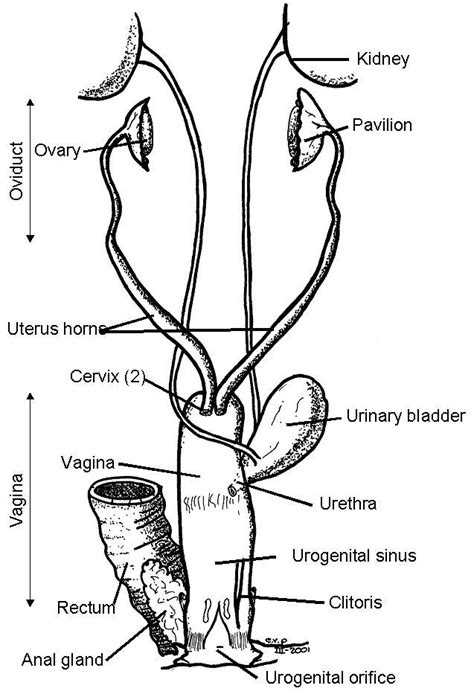 Female Reproductive System Of Rabbit Diagram Rabbit Anatomy