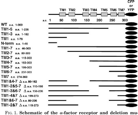 Figure 1 From The Extracellular N Terminal Domain And Transmembrane Domains 1 And 2 Mediate