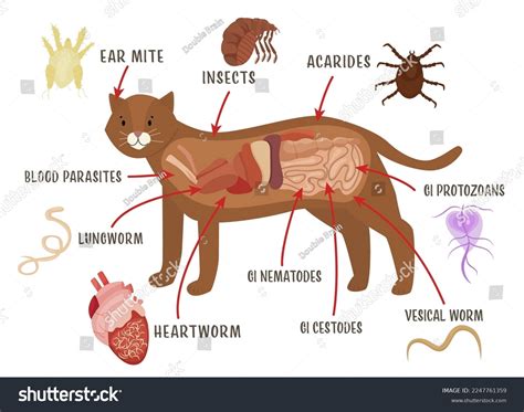 What Causes Intestinal Parasites In Cats At Frank Rueb Blog