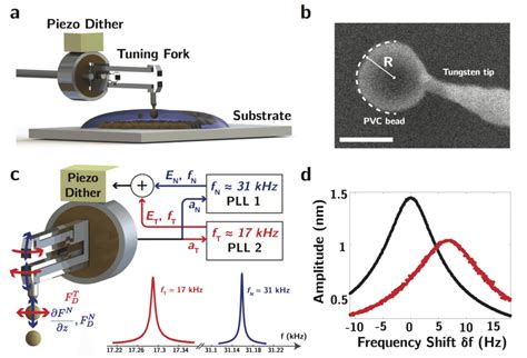 Experimental Set Up A Schematic Of The Set Up A Particle Is Glued Download Scientific