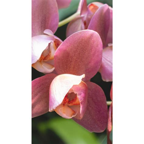 cascading rows of orchids vertical — virtual background images