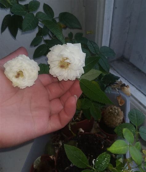 Розы с подоконника