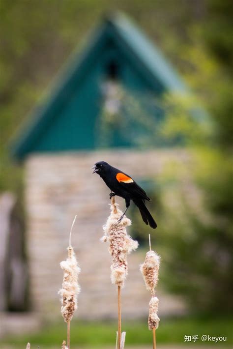 完结8周 Llm大语言模型算法特训,带你转型ai大语言模型算法工程师 知乎 完结8周 Llm大语言模型算法特训,带你转型ai大语言模型算法工程师 知乎