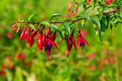 귀여운 빨간 꽃을 피우는 자홍색 상록 장식 식물 Fuchsia Regia의 가지 보라색 중앙에 빨간 꽃입니다 아름다운 꽃푹신
