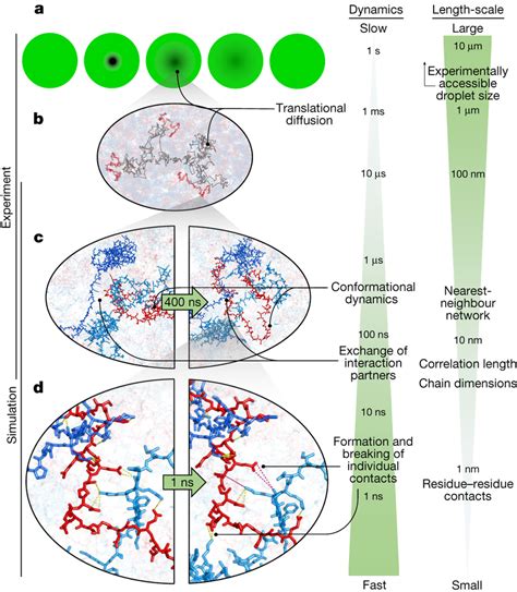 The Complex Hierarchy Of Length And Timescales In Phase Separated