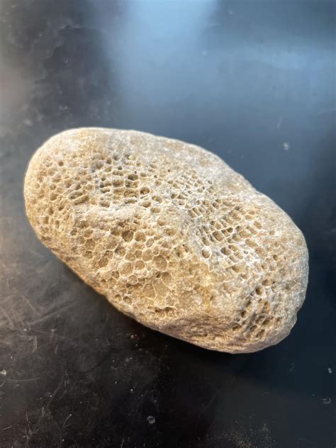 Fossil Identification R Fossils