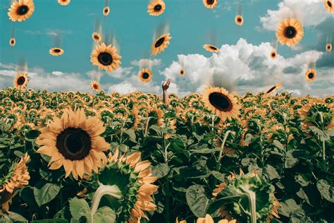 Floral Aesthetic Background Horizontal Porn Sex Picture
