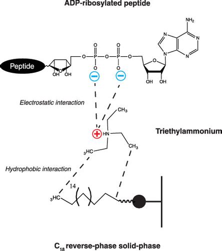Ion Pairing With Triethylammonium Acetate Improves Solid Phase