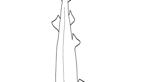 Mako Template Mako Shark Clipart Megalodon Pencil And In Color Mako Williamson Ga Us