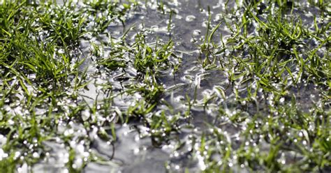 The Durable Tree That Can Thrive In Damp Weather Conditions