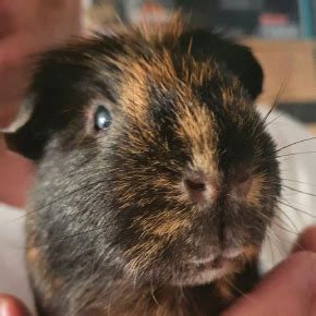 Releases Notabug Org Free Code Hosting