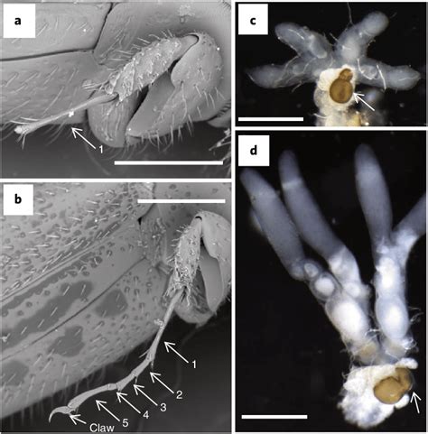 Morphological Characterization Of Colony Residents And Reproductive Download Scientific