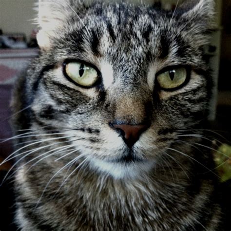 My Kitty Emma