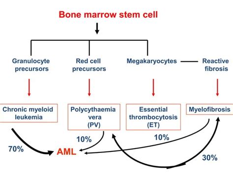 Mpns Definition Types Of Mpn Mutations Aetiology Clinical Features Cml Ppt