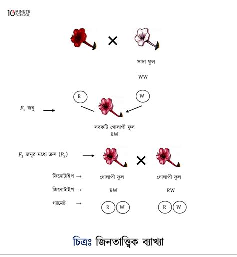 মনডল এর সতর Best Explanation of Mendels Law