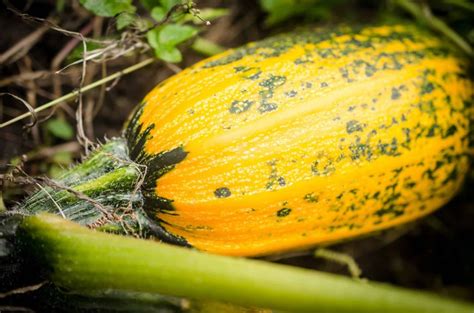 Squash Companion Plants The Home Tome