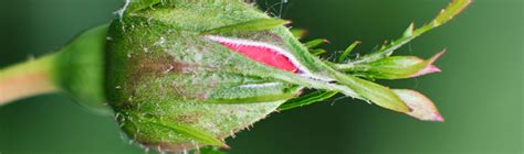 Nightly Syslog Ng Builds For Debian And Ubuntu Blog Syslog Ng