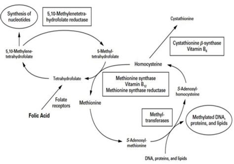 Bio 326 Ch 6 Extranuclear Inheritance Imprinting Maternal Effect Flashcards Quizlet