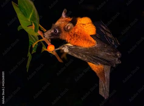 Foto De Pteropus Is A Genus Of Megabats Which Are Among The Largest Bats In The World They Are