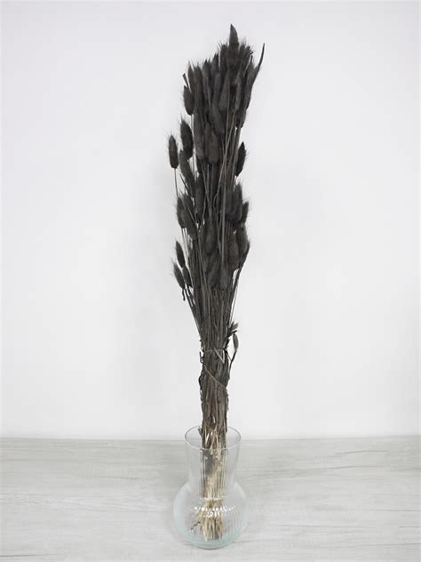 Лагурус сірий купити в Україні за низькою ціною • Dfb Elements