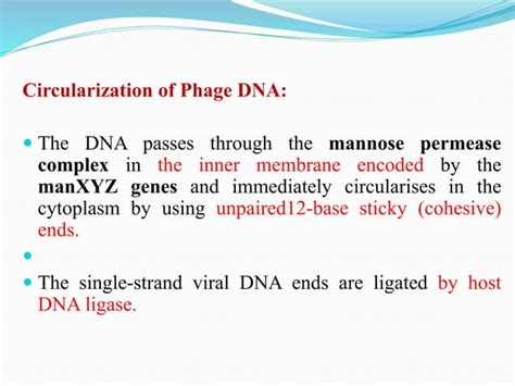 Bacteriophage And Replication Pptx Biological Sciences Science