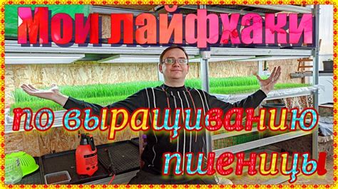 Мои #лайфхаки по выращиванию пшеницы на #витграсс - YouTube