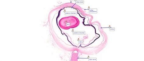 Glass Lip Histology Slide Thickness 12mm At Rs 800piece In Noida