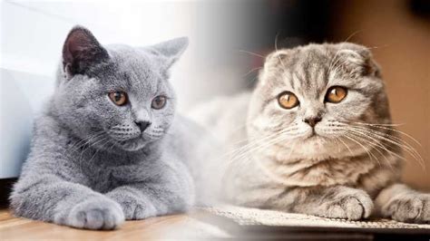 How To Choose Between Scottish Fold And British Shorthair Scottish